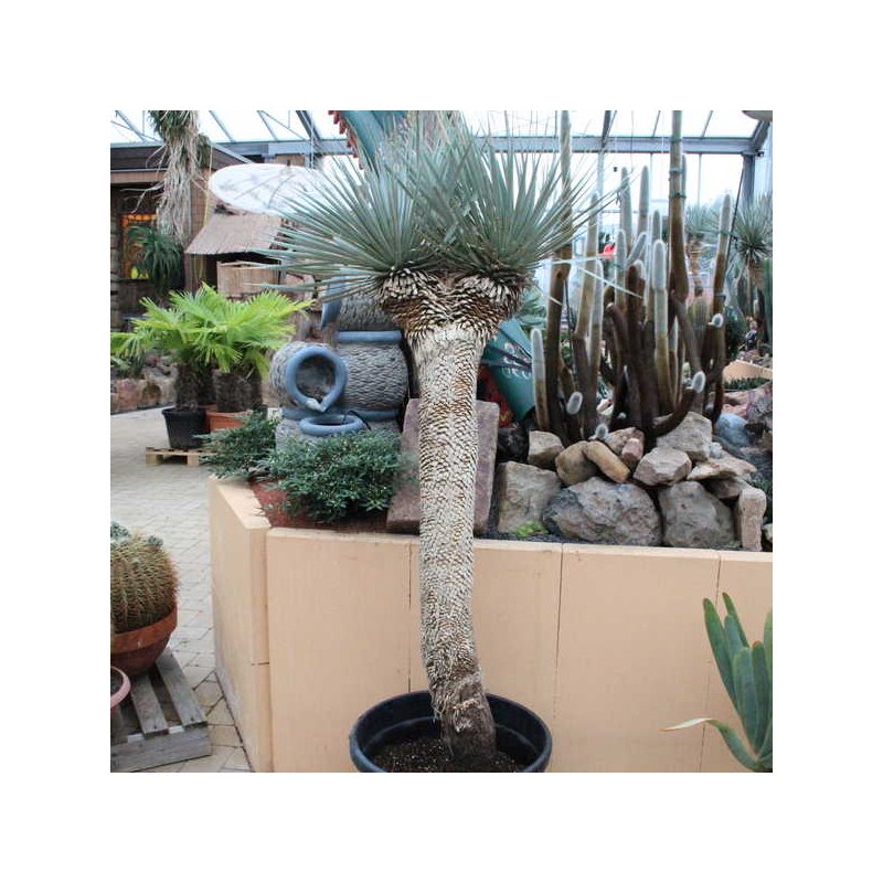 Yucca rostrata rigida Gesamthöhe 155cm, 535,00