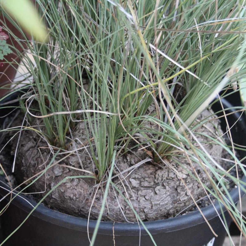 Calibanus hookeri caudex Ø22-25cm, 175,00