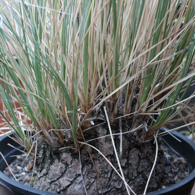 Calibanus hookeri caudex Ø16-17cm, 135,00