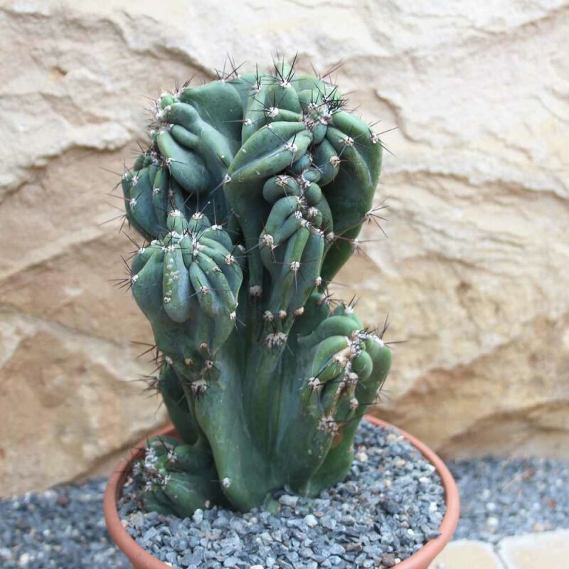 Cereus peruvianus monstrosus Höhe 23cm, 73,50