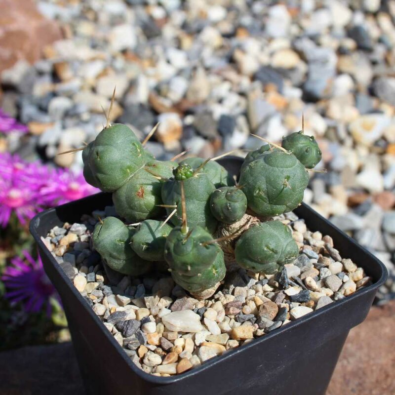 Puna incahuasi, 10,00