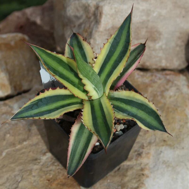 Agave lophantha 'Quadricolor' 10-15cm, 15,00